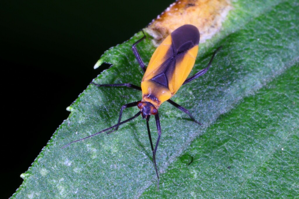 Scarlet Plant Bugs in August 2022 by mistycal · iNaturalist