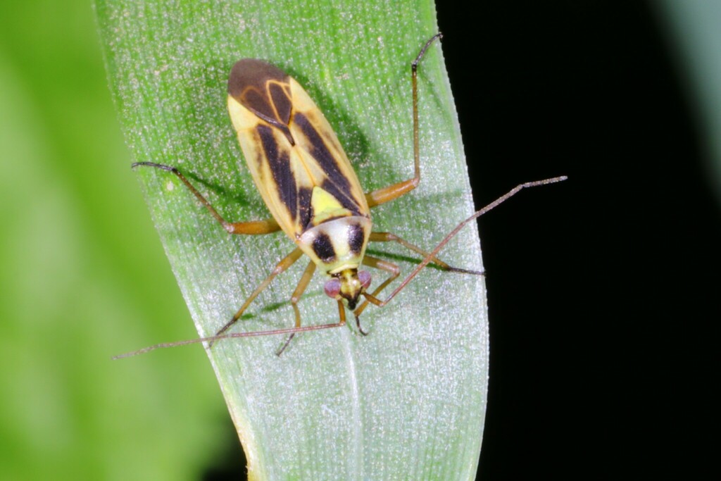 Two-spotted Grass Bug in June 2022 by mistycal · iNaturalist