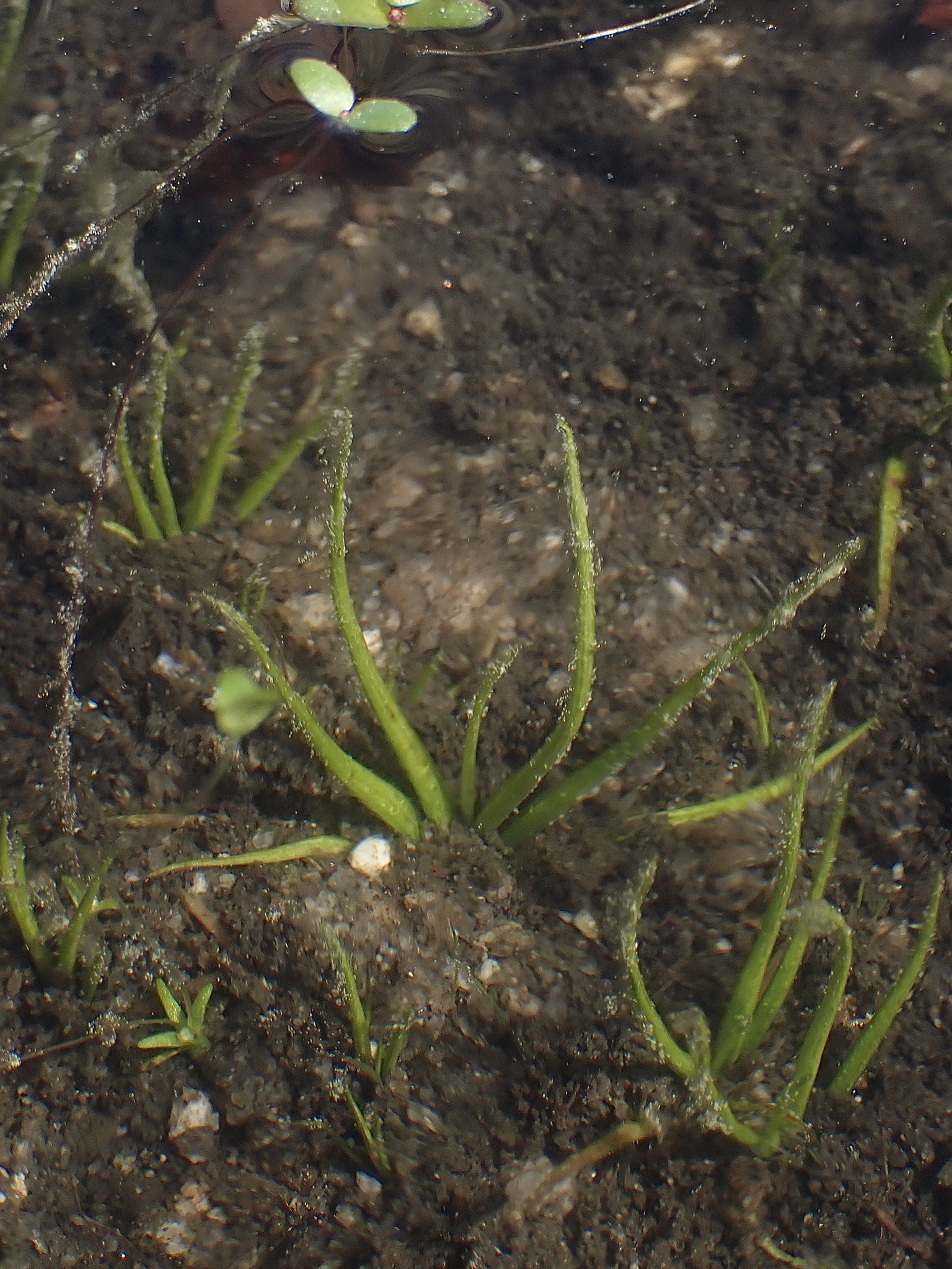 Isoetes L.