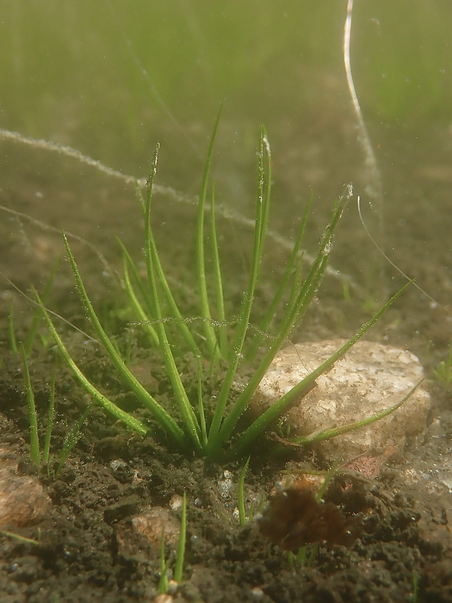 Isoetes L.