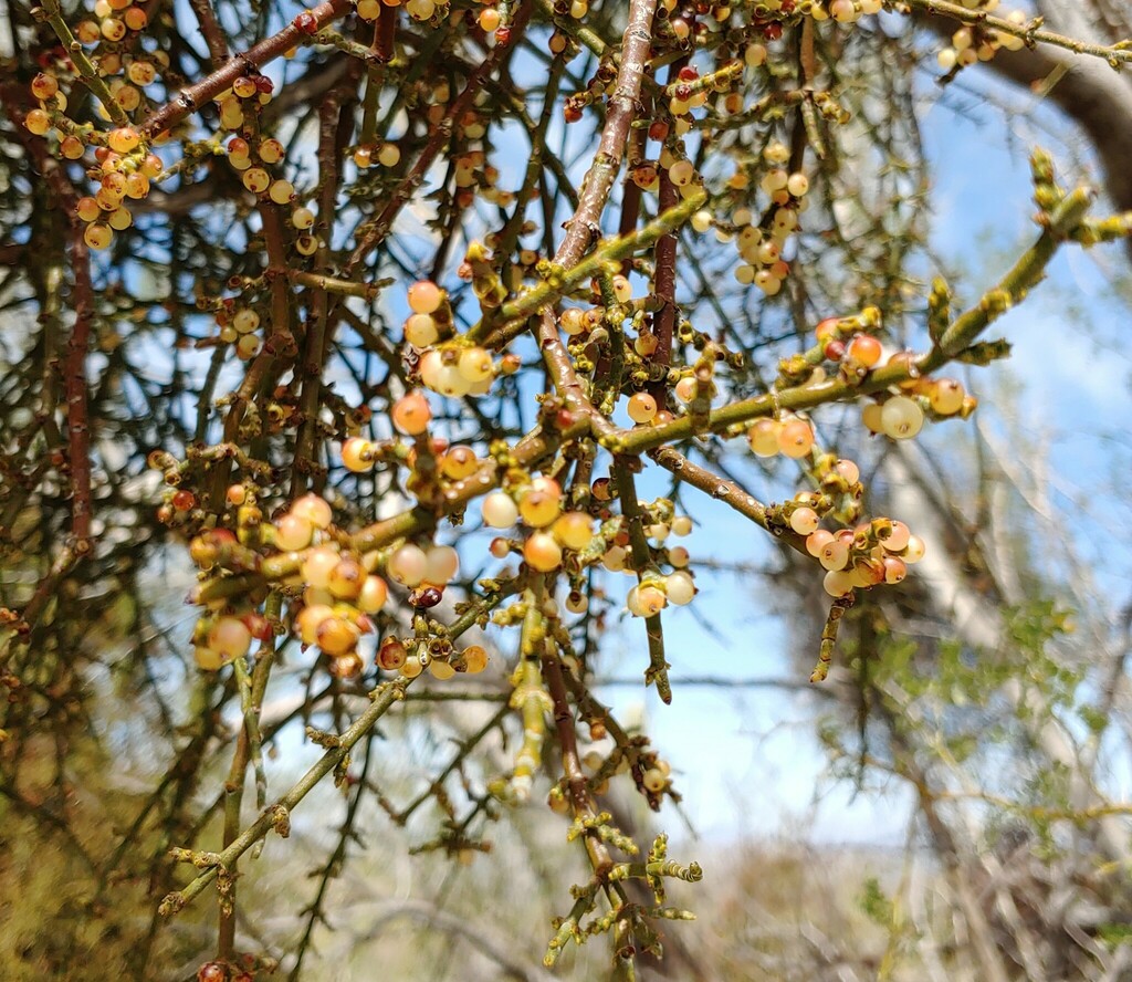 Mesquite Mistletoe from Pima County, AZ, USA on March 21, 2021 at 11:43 ...