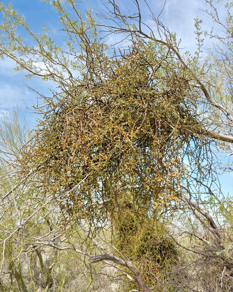 Mesquite Mistletoe from Pima County, AZ, USA on March 21, 2021 at 11:43 ...
