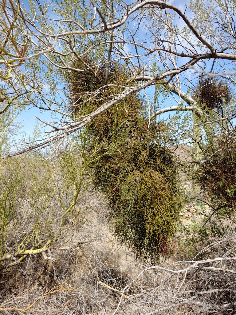 Mesquite Mistletoe from Pima County, AZ, USA on March 21, 2021 at 11:43 ...