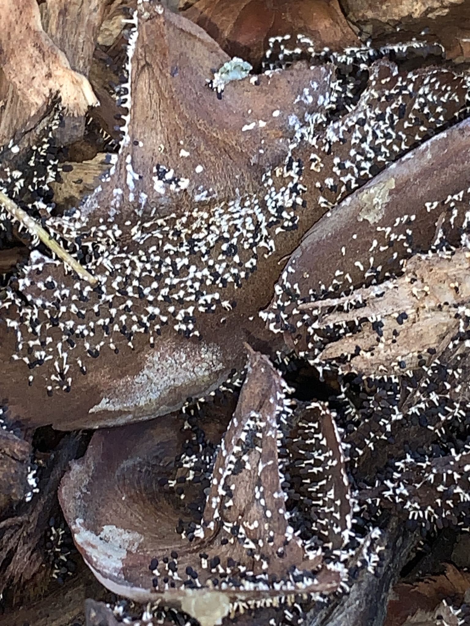 Diachea leucopodia (Bull.) Rostaf., 1874