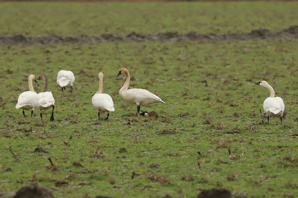 Tundra Swan from Skagit County, WA, USA on March 13, 2023 at 12:23 PM ...