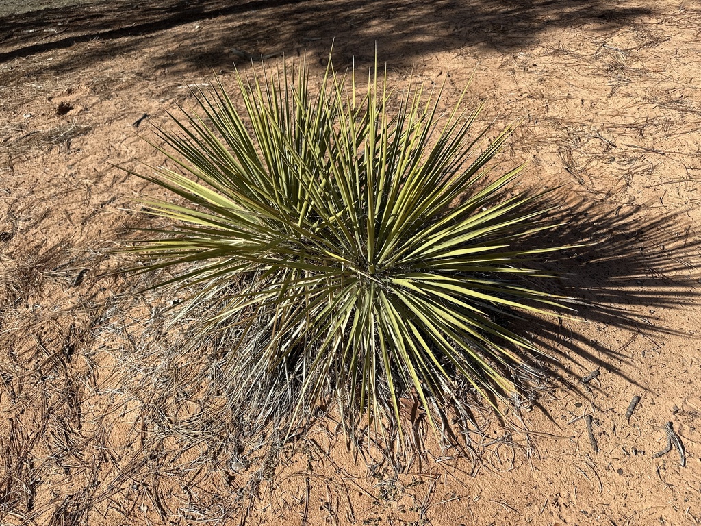 Yuccas from Zion National Park, Glendale, UT, US on March 13, 2023 at ...
