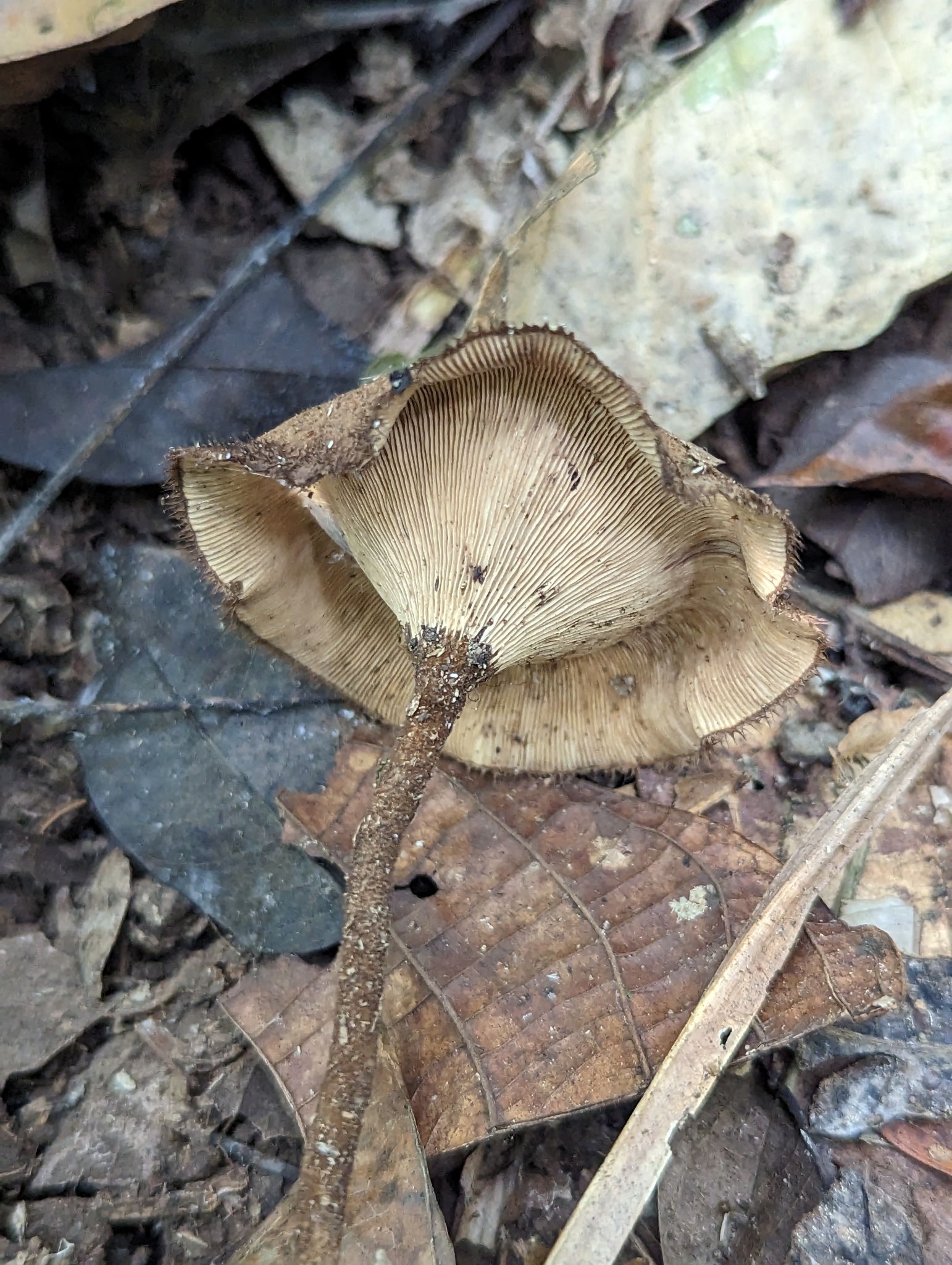 Panus velutinus (Fr.) Sacc.