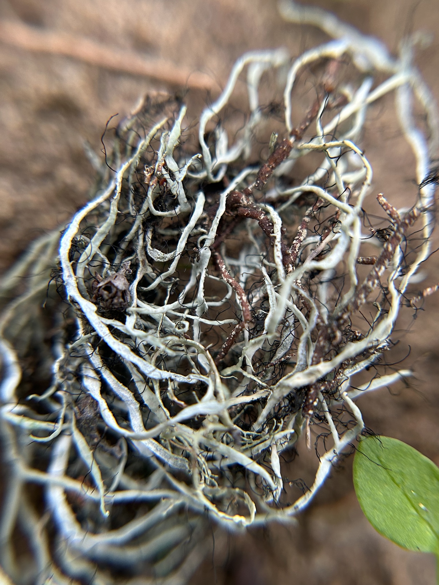 Leucodermia leucomelos (L.) Kalb