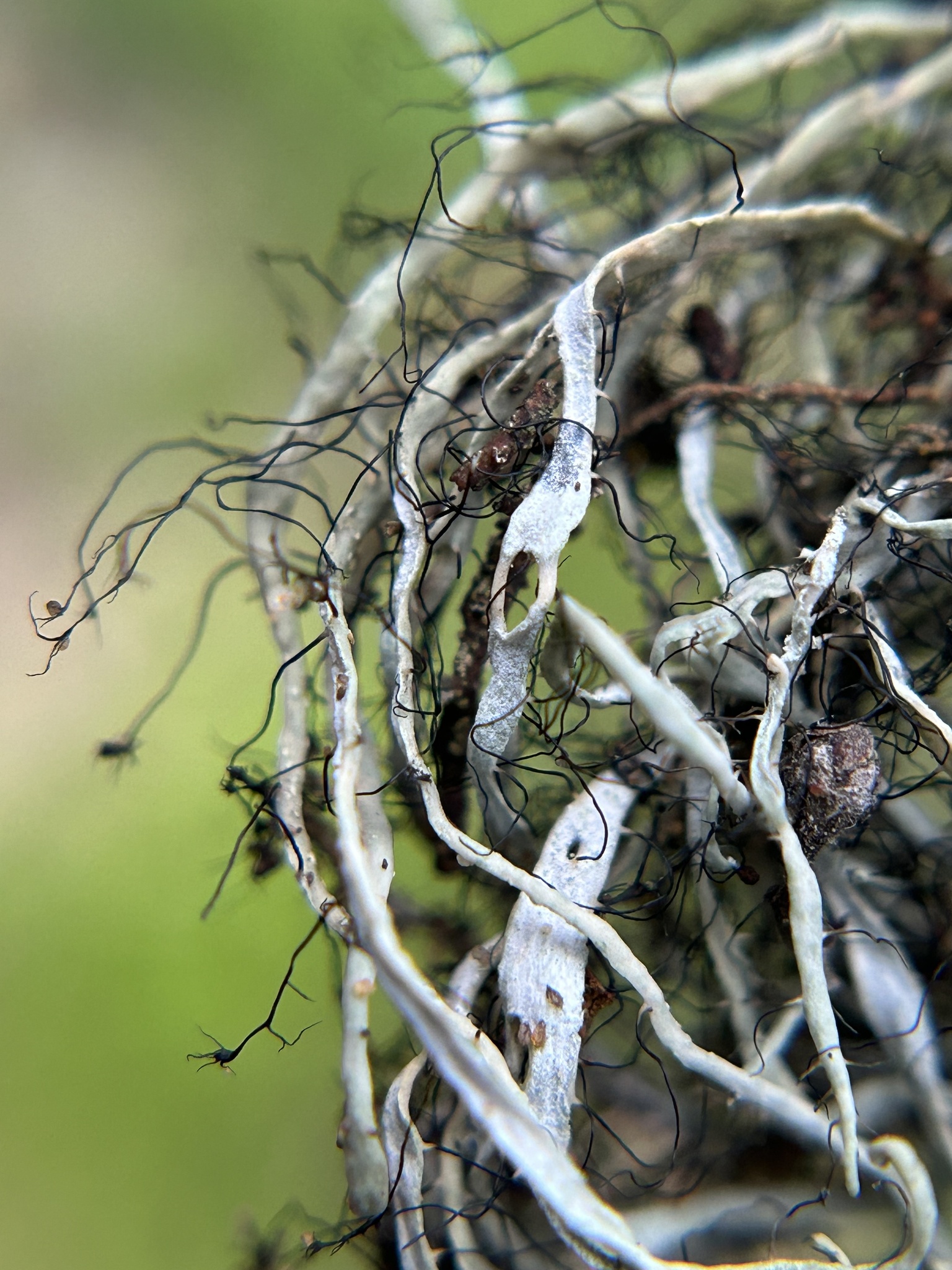 Leucodermia leucomelos (L.) Kalb