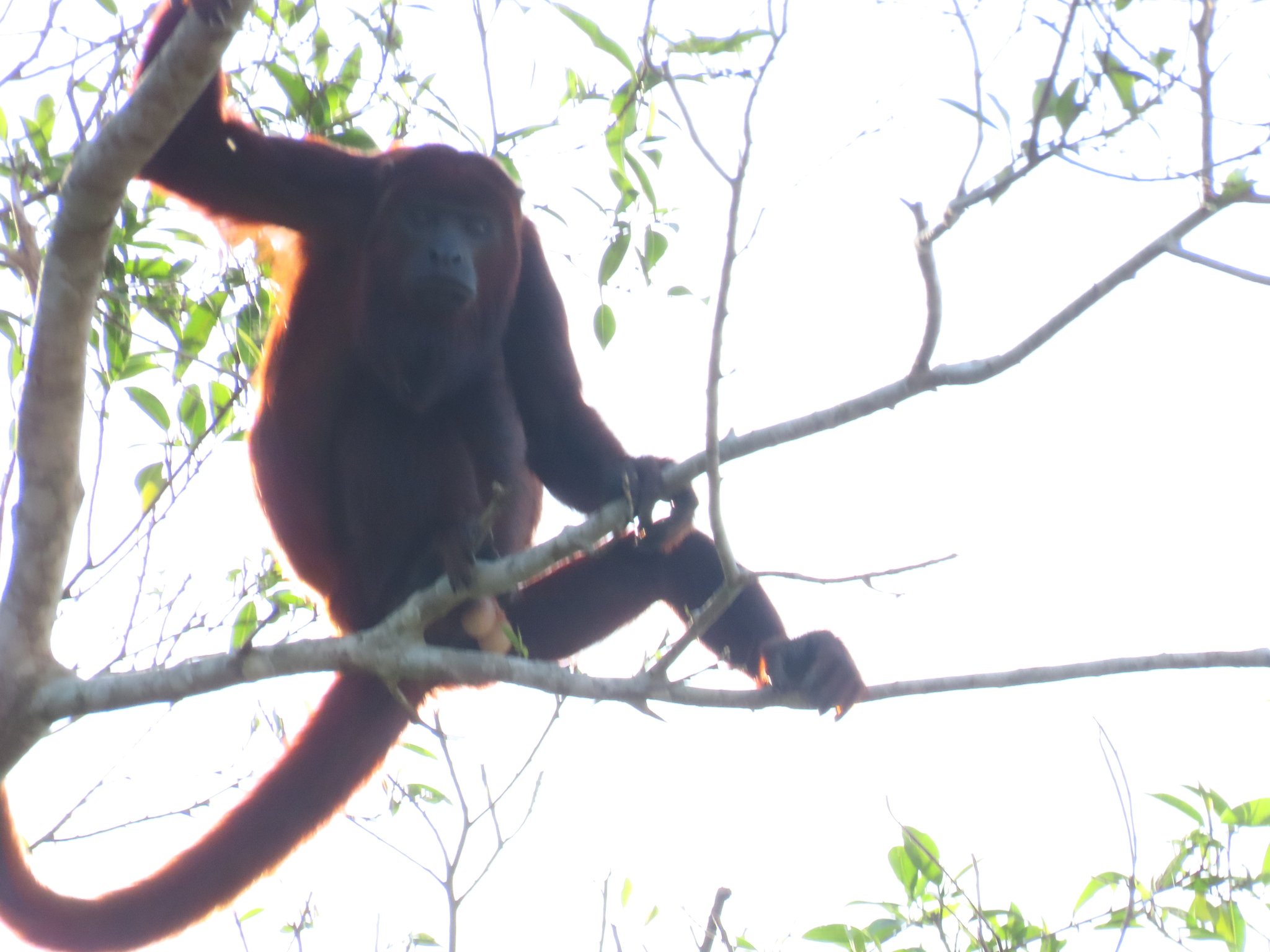 Alouatta seniculus (Linnaeus, 1766)