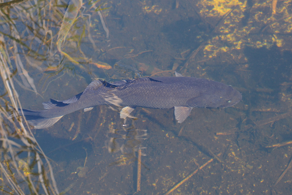 Ruddy Bowfin from Miami-Dade, Everglades National Park, Florida, United ...