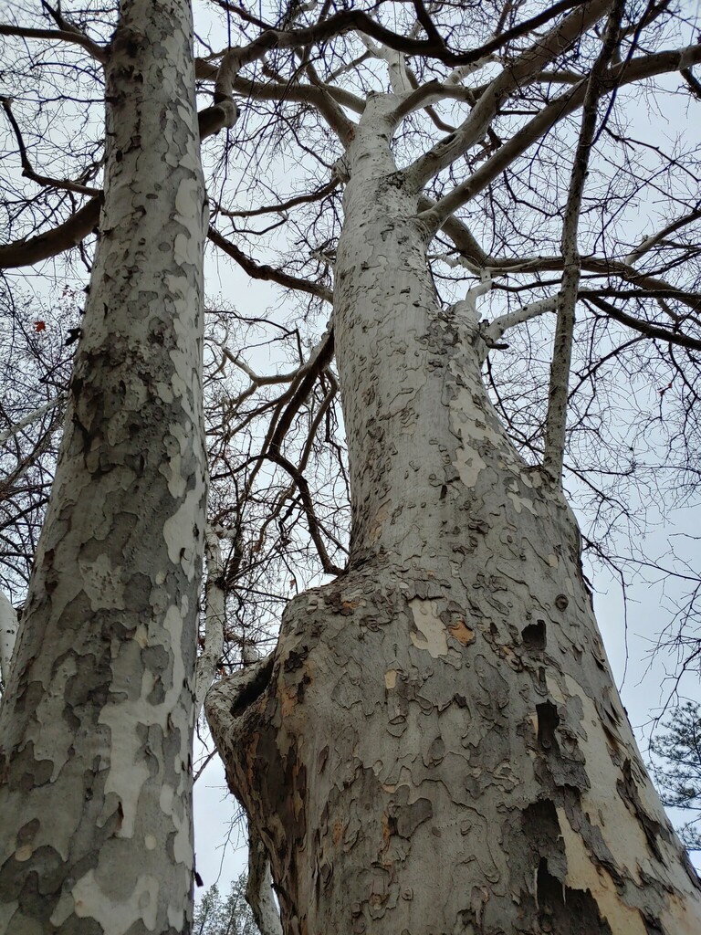 Arizona sycamore from Gila County, AZ, USA on March 26, 2021 at 04:00 ...