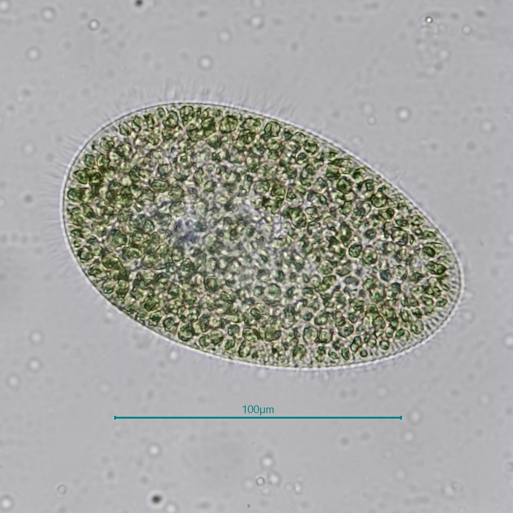 Paramecium O.F.Müller, 1773