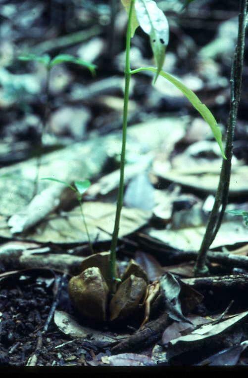 Idiotfruit (Idiospermum australiense) - Botanical Realm