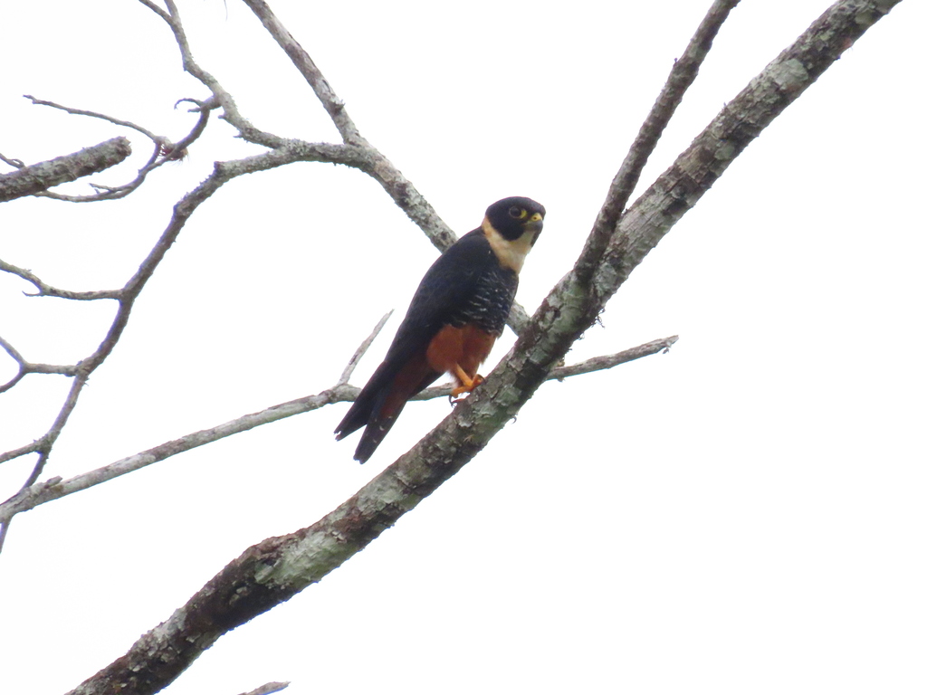 Bat Falcon from Puerto Nare, Antioquia, Colombia on March 11, 2023 at ...