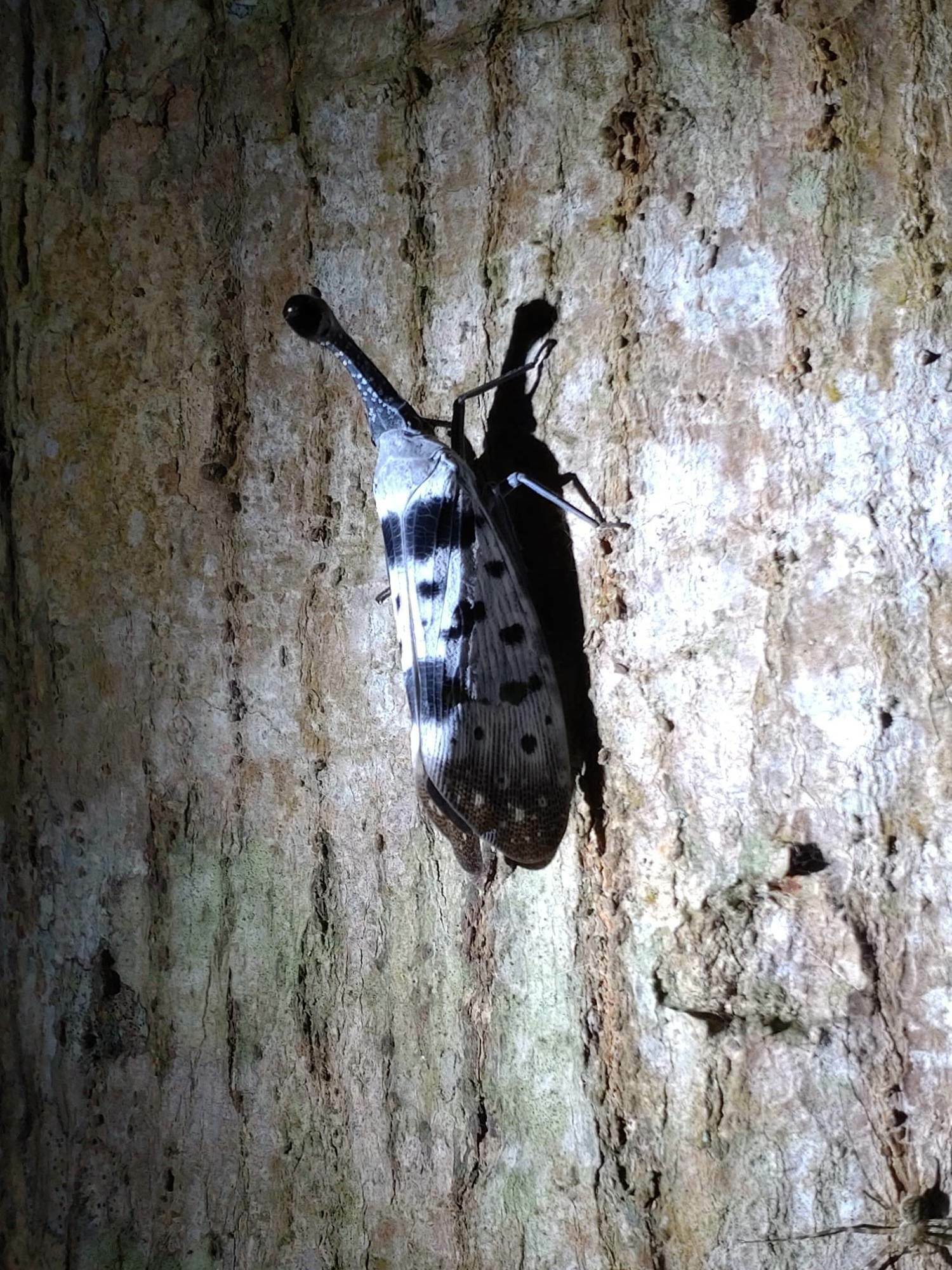 Pyrops clavatus (Westwood, 1839)