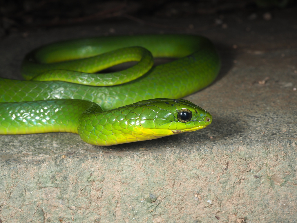 Chinese Green Snake from 中國廣東省廣州市天河區龍眼洞 邮政编码: 510520 on August 4, 2018 ...
