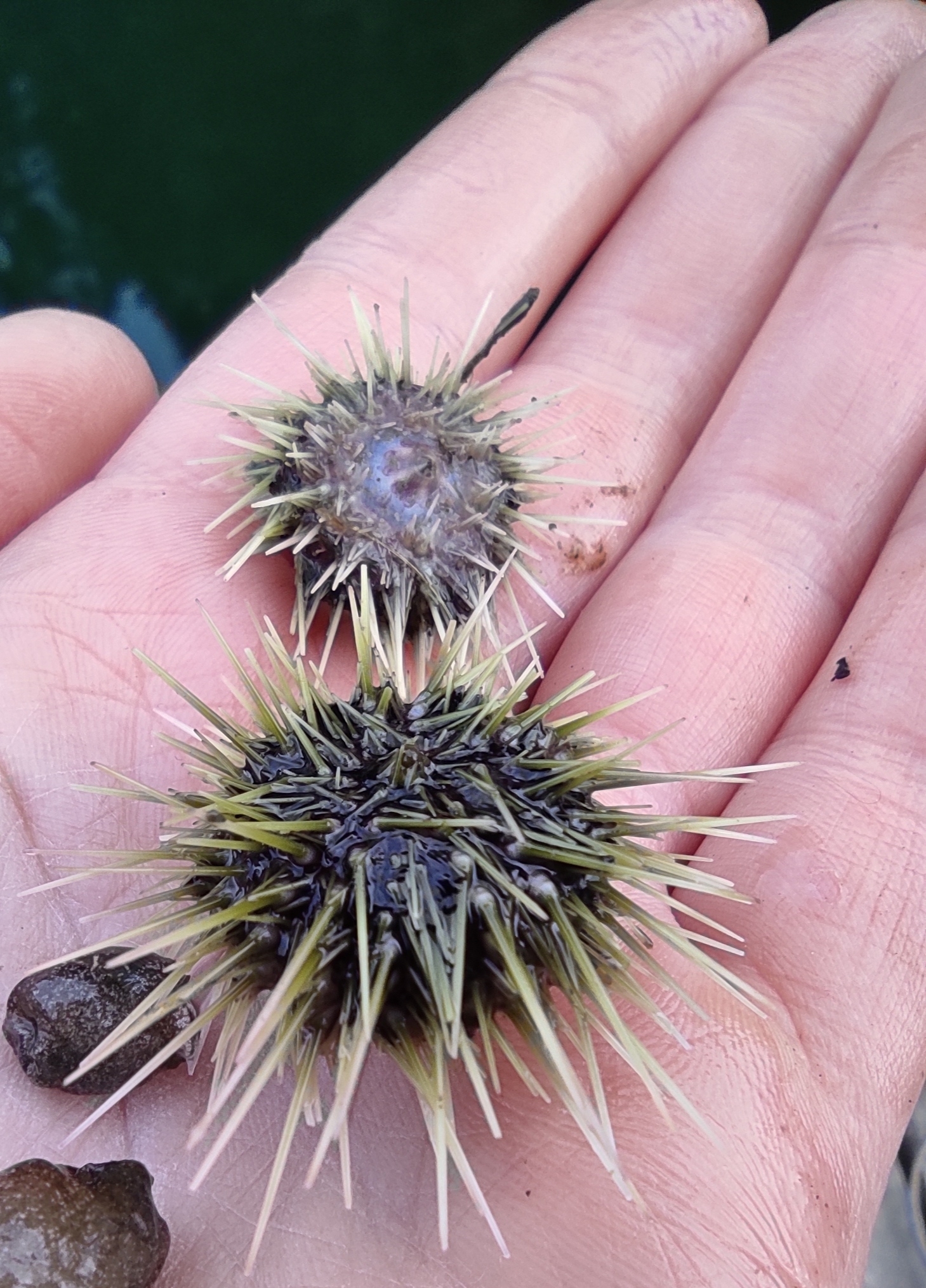 Strongylocentrotus droebachiensis (O.F.Müller, 1776)