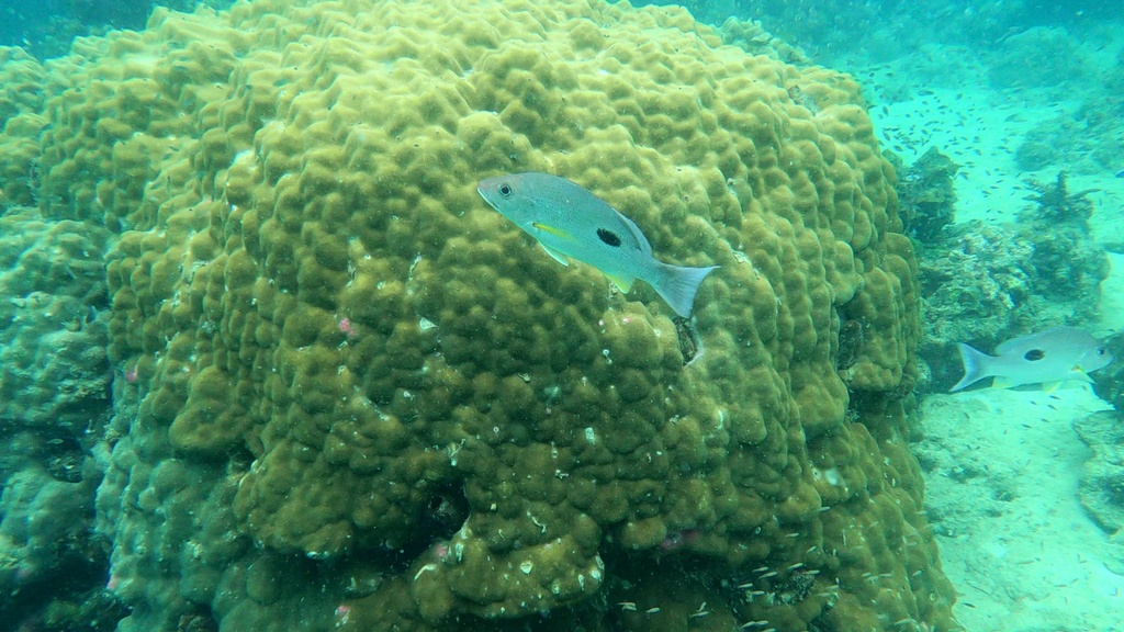Moses' Snapper from Maehaad Beach, Koh Phangan, Thailand on March 12 ...