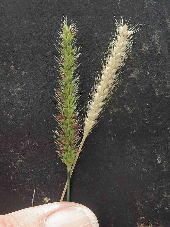knotroot bristlegrass from Candelo NSW 2550, Australia on March 13 ...