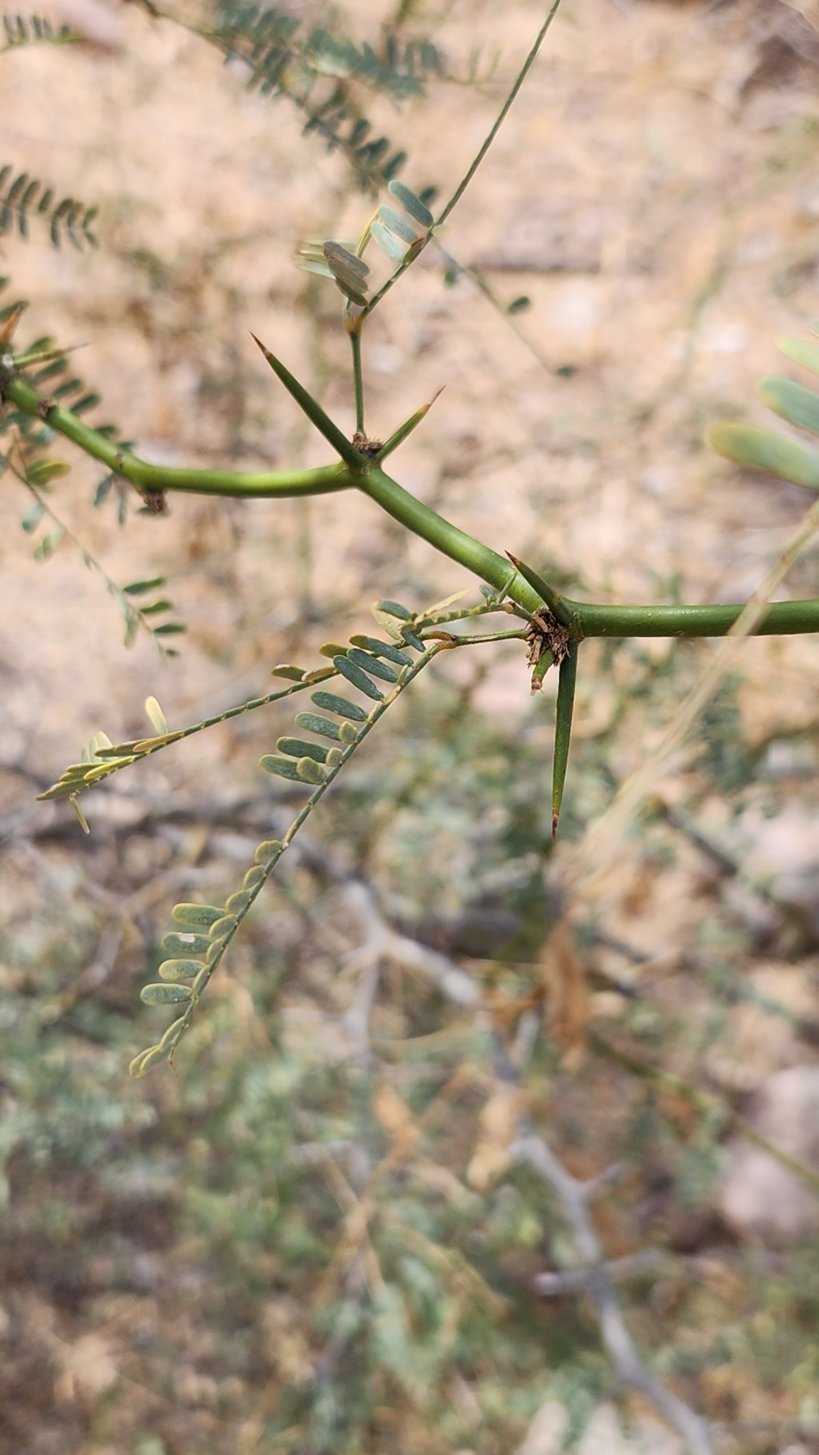 Prosopis articulata S.Watson
