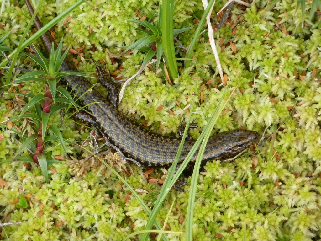 Southern Water Skink from Charlotte Pass NSW 2627, Australia on March ...