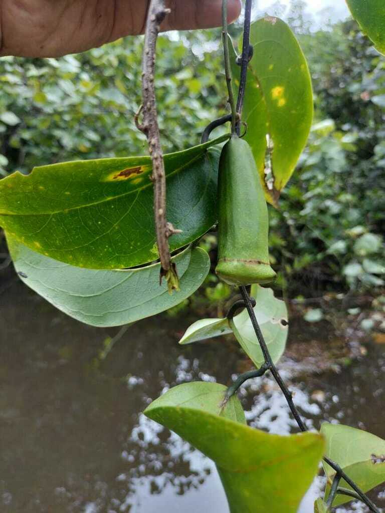 Zanonia indica from Kubu Raya Regency, West Kalimantan, Indonesia on ...