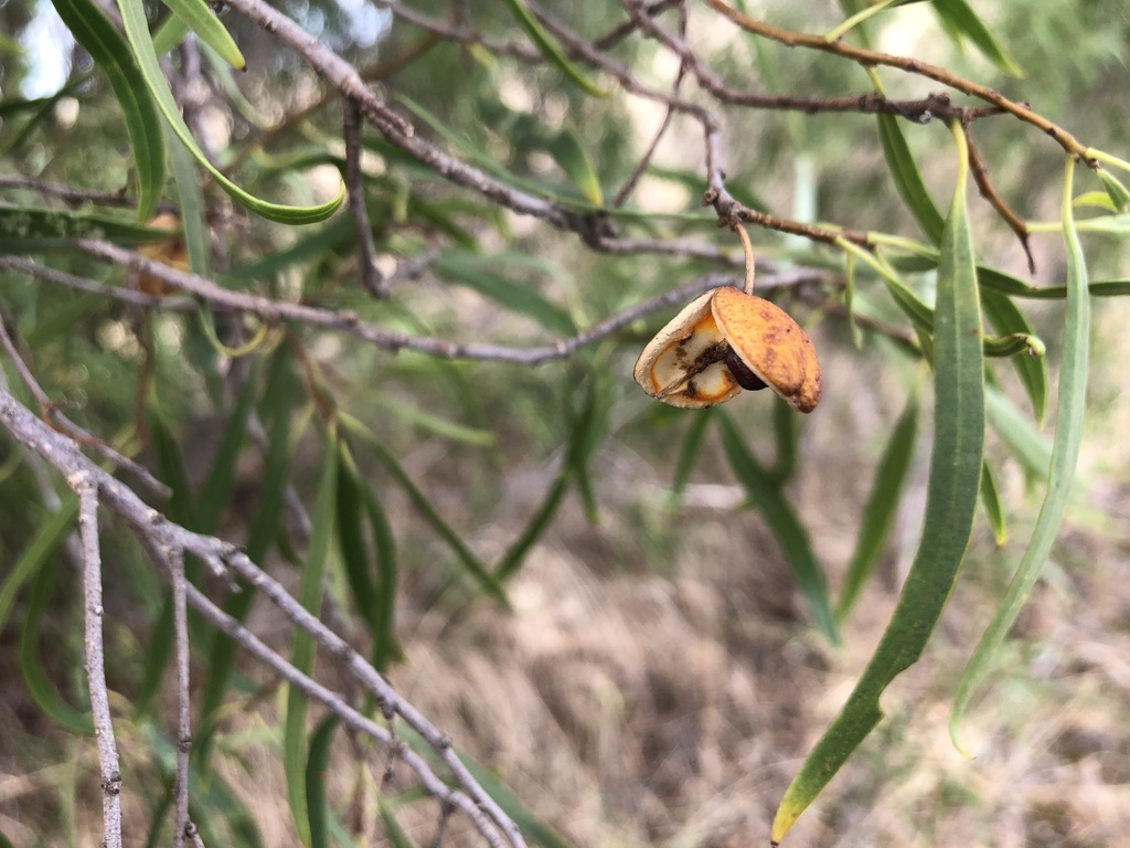 Native apricot from Bordertown SA 5268, Australia on March 14, 2023 at ...