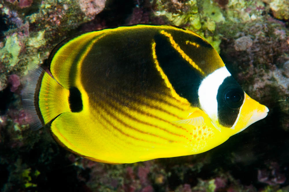 Raccoon Butterflyfish (Field guide to fishes of the Coral Sea Marine ...
