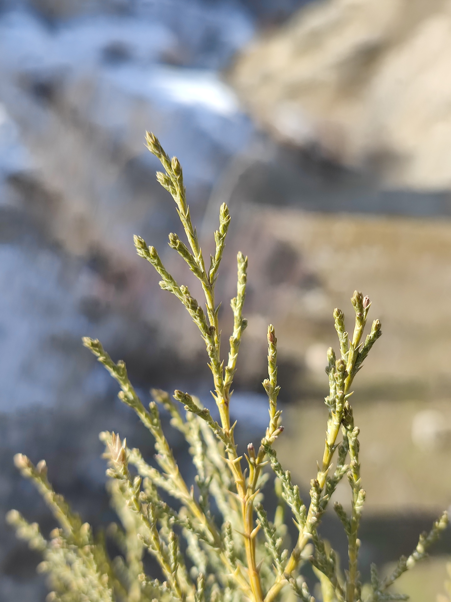 Juniperus polycarpos K.Koch