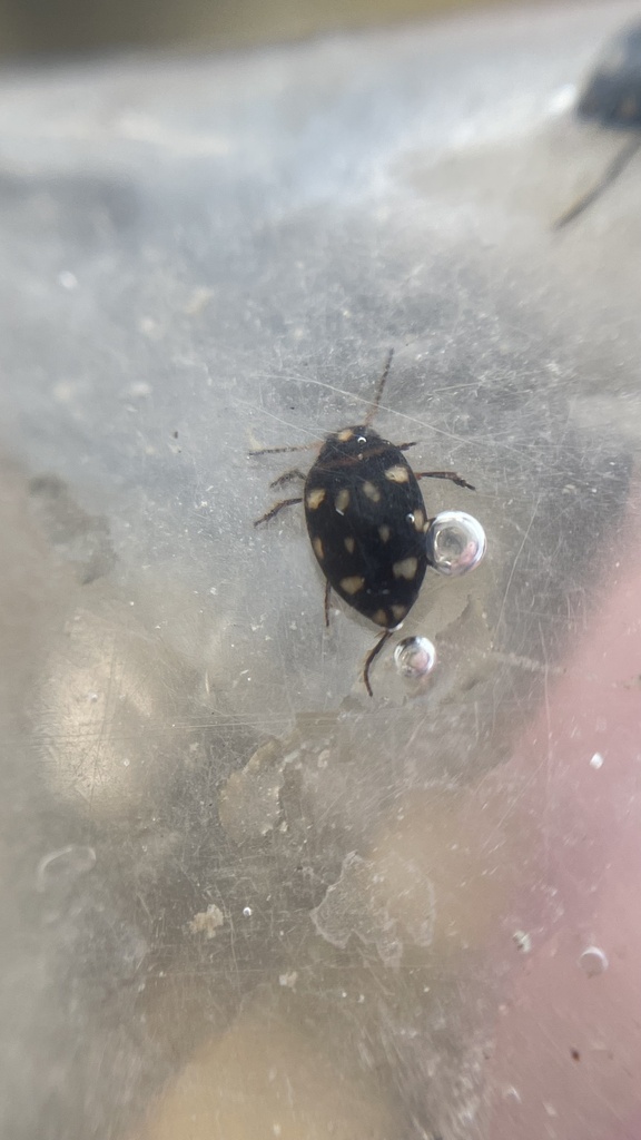 Neonectes natrix in March 2023 by eggseries · iNaturalist