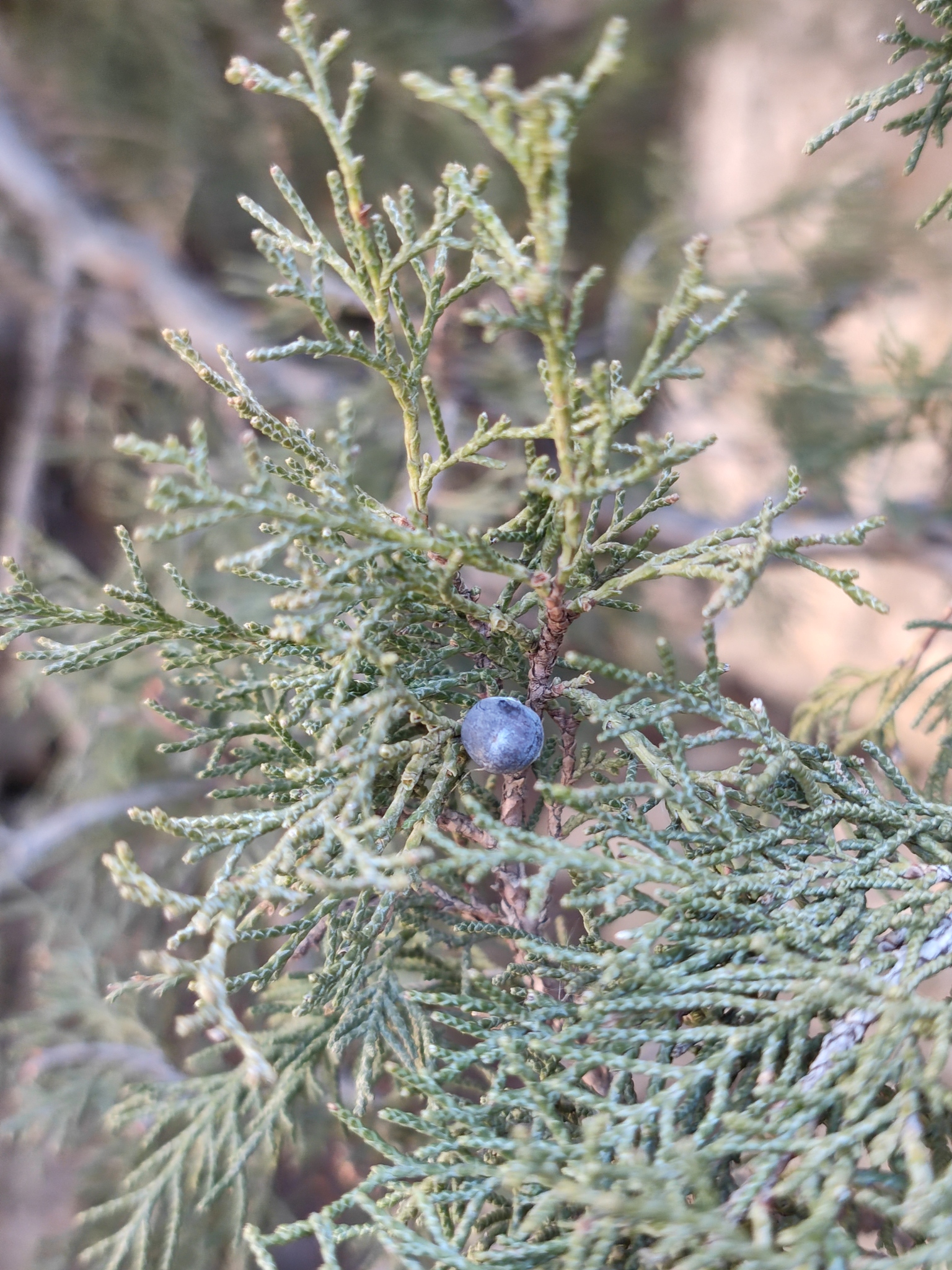 Juniperus excelsa M.-Bieb.