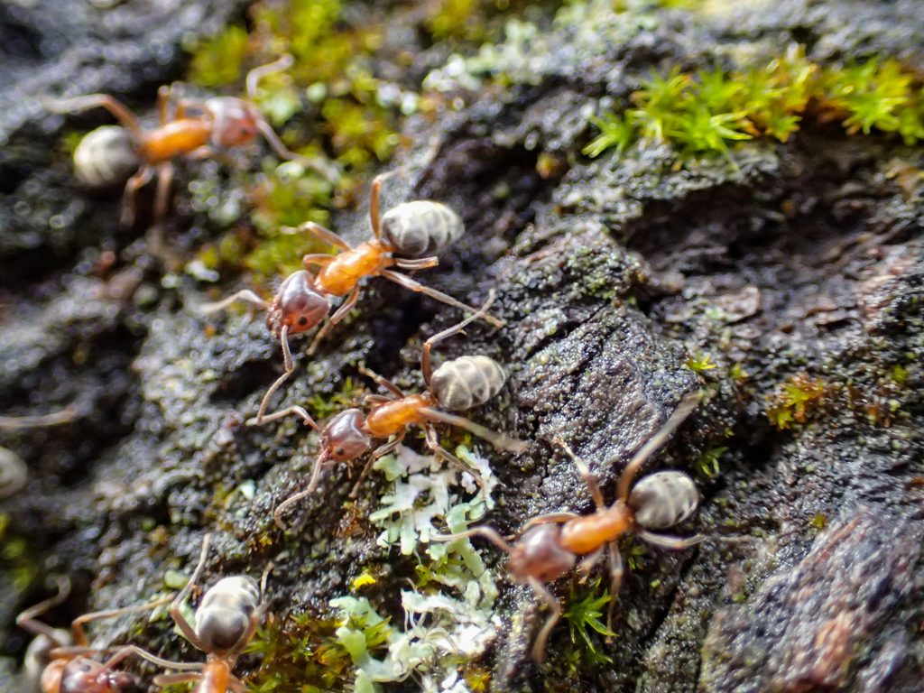 Western Velvety Tree Ant from Contra Costa County, CA, USA on March 13 ...