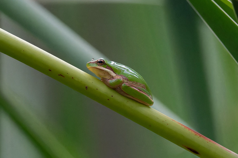 Eastern Dwarf Tree Frog from Sydney Olympic Park, Sydney Olympic Park ...