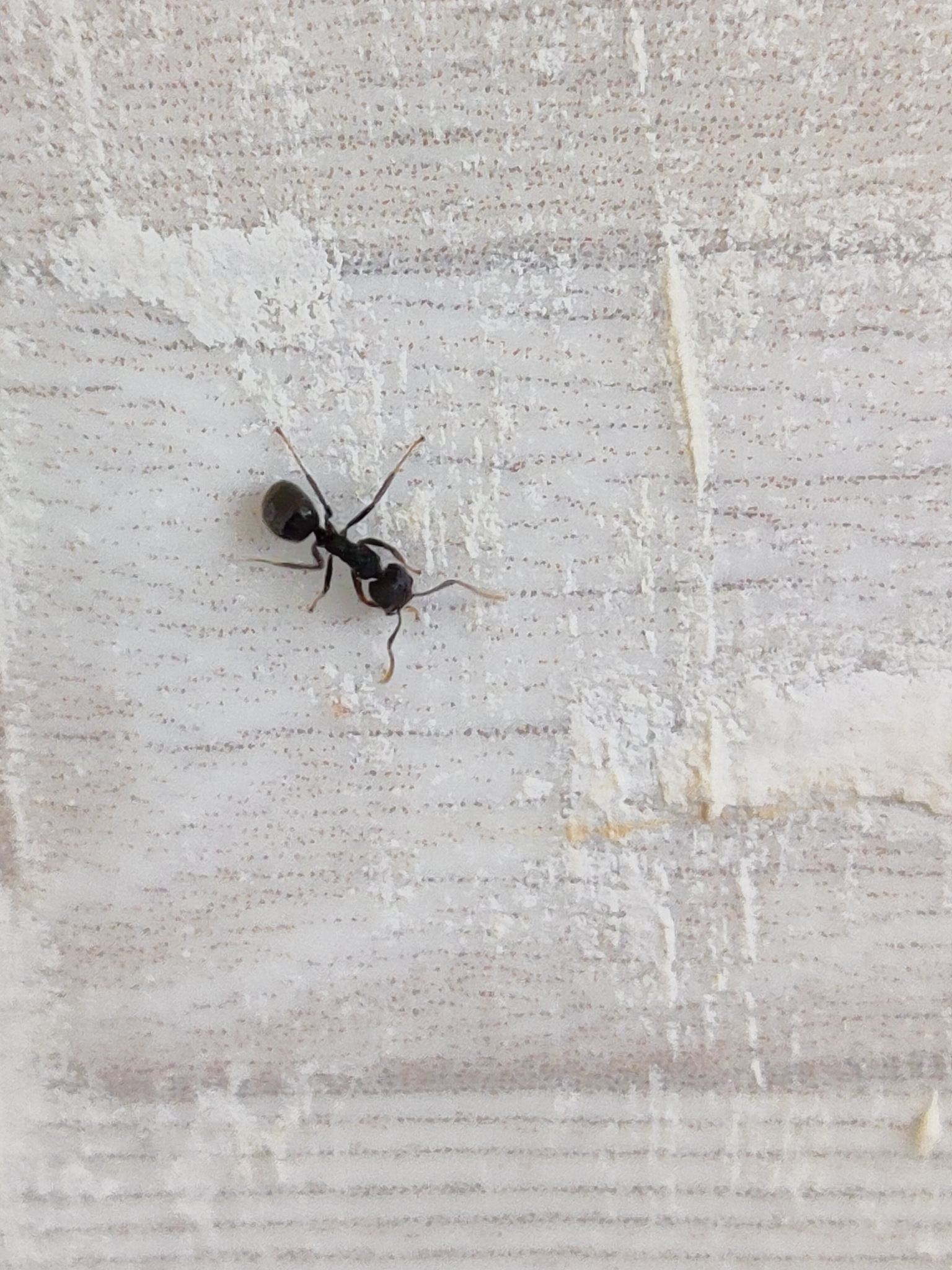 Dolichoderus thoracicus (Smith, 1860)