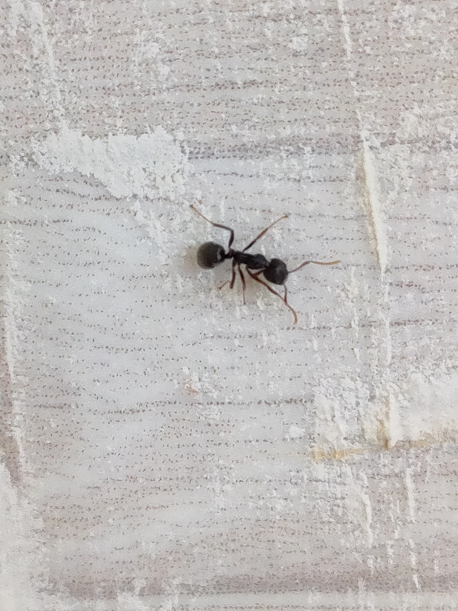 Dolichoderus thoracicus (Smith, 1860)