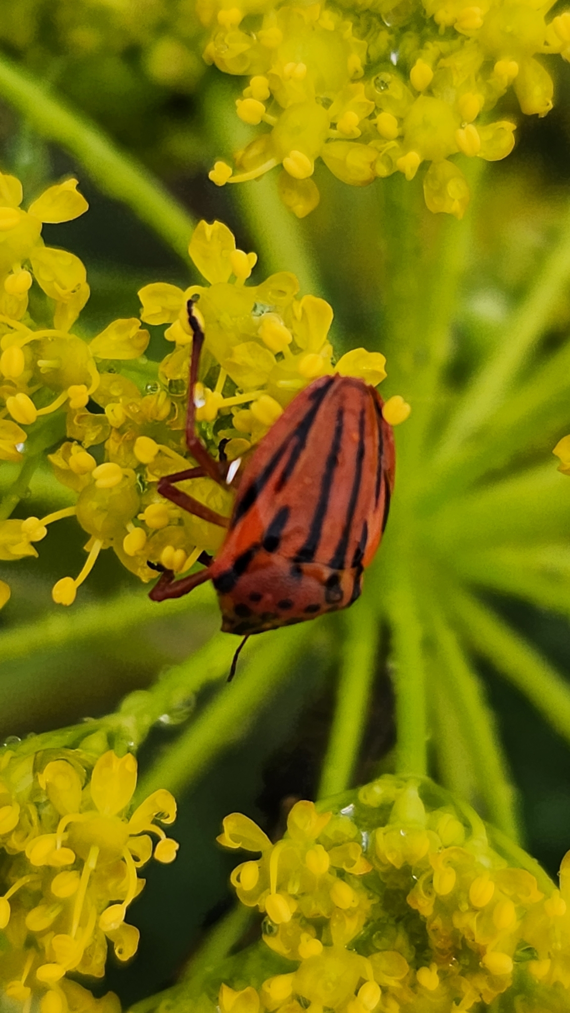 Graphosoma semipunctatum (Fabricius, 1775)
