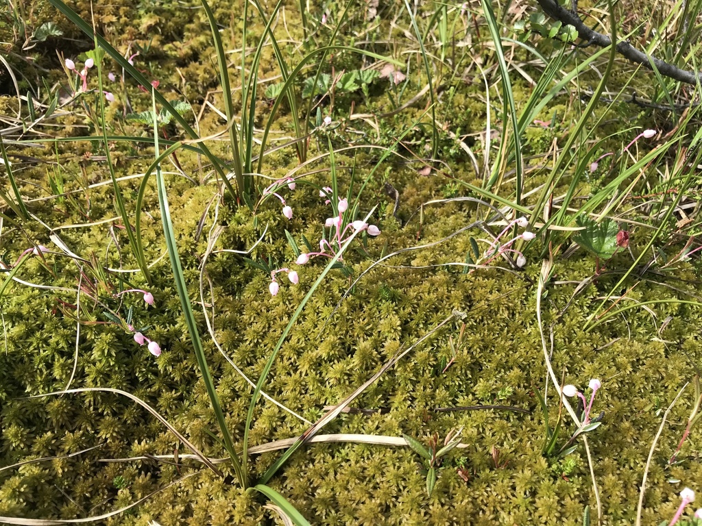 Wild Rosemary from Первомайский, Мурманск, Мурманская область, RU on ...