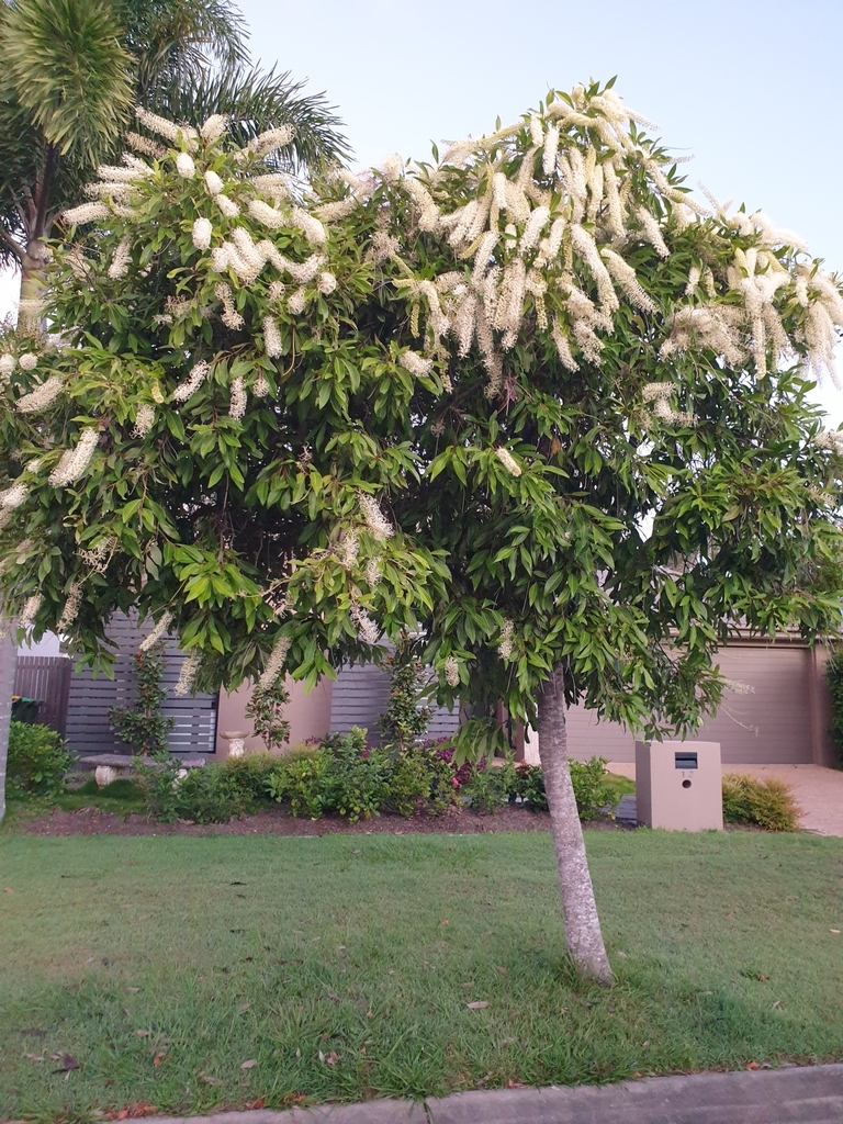 ivory curl tree from Twin Waters QLD 4564, Australia on February 26 ...