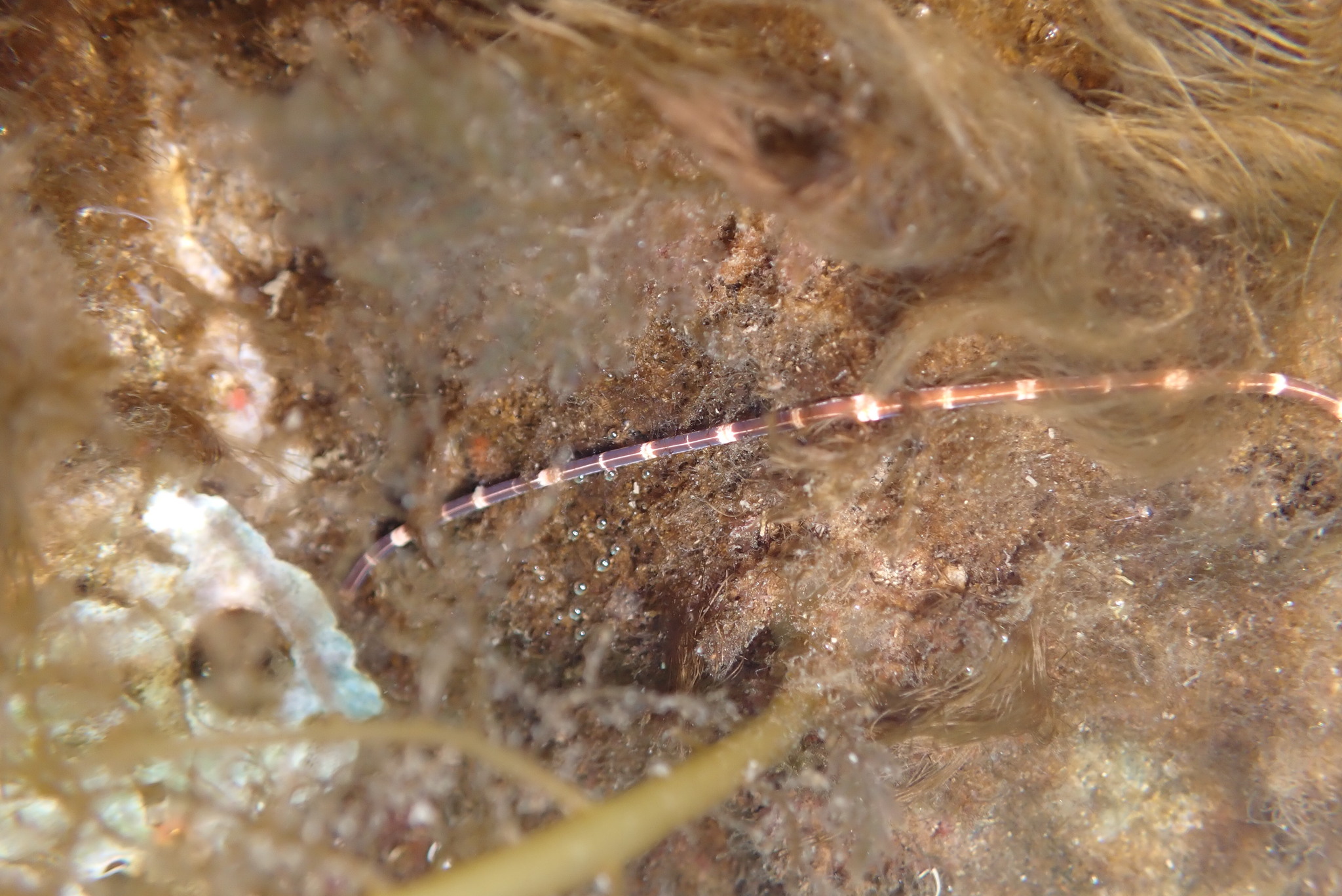 Tubulanus Renier, 1804