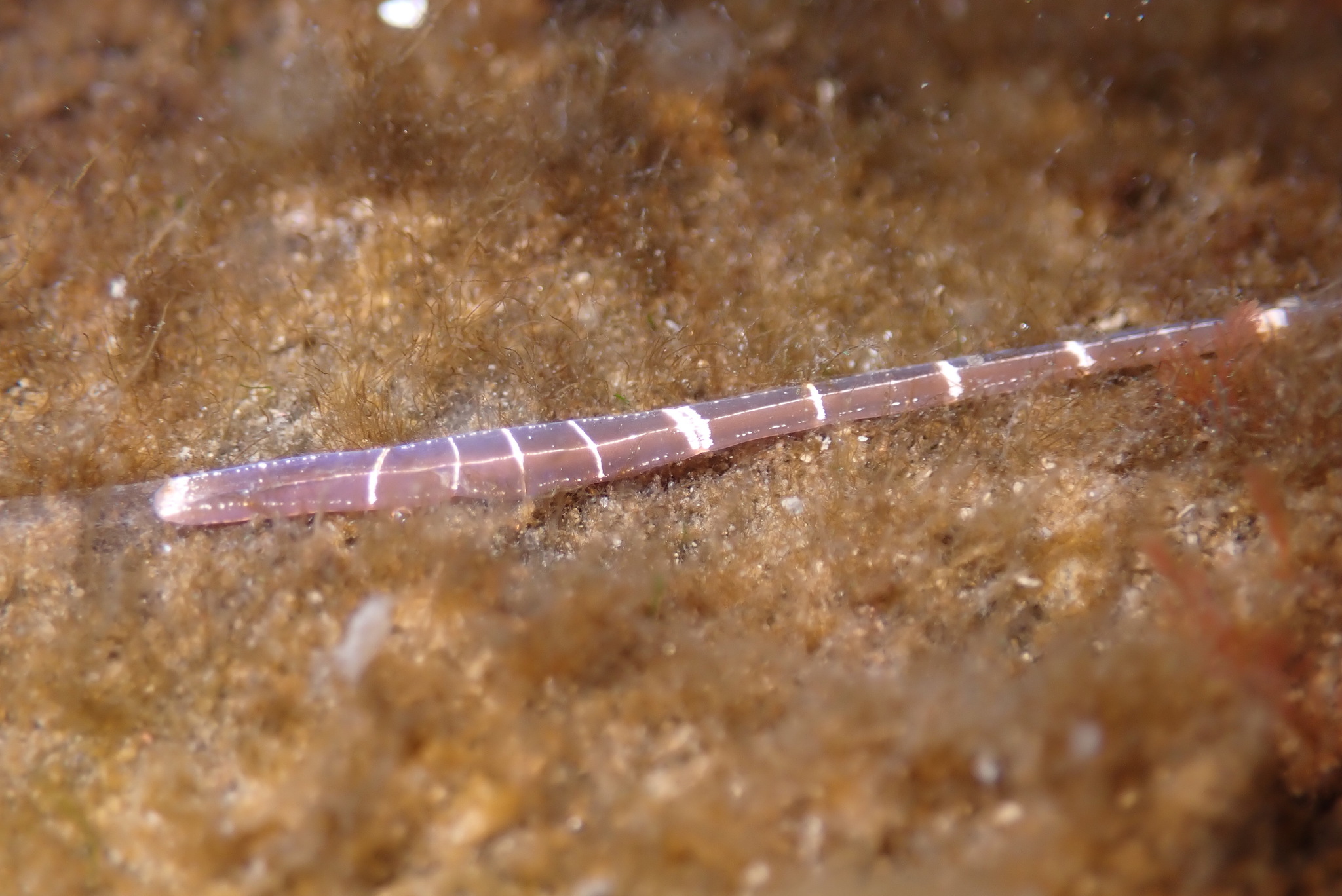 Tubulanus Renier, 1804