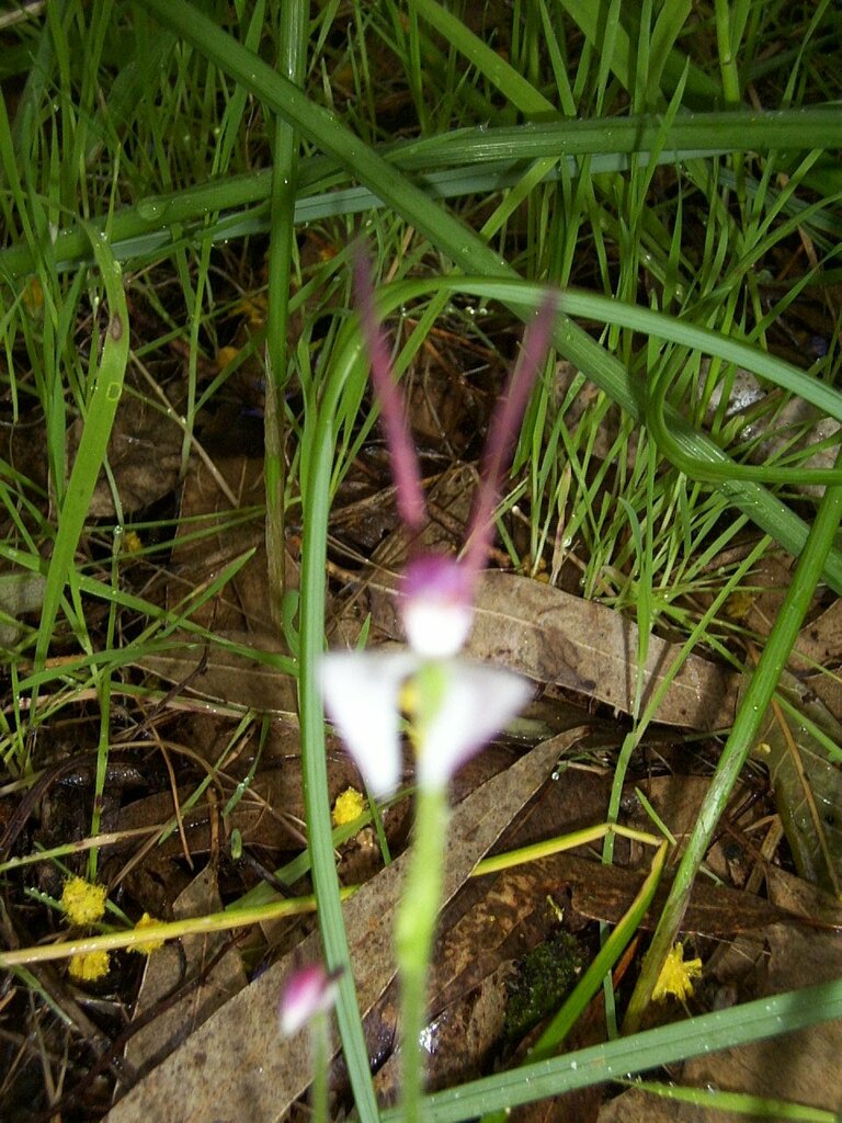 Rabbit Orchid from Perth WA, Australia on September 10, 2004 by Belinda ...