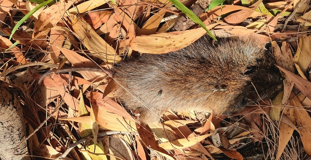 Australian Swamp Rat from Frankston South VIC 3199, Australia on March ...