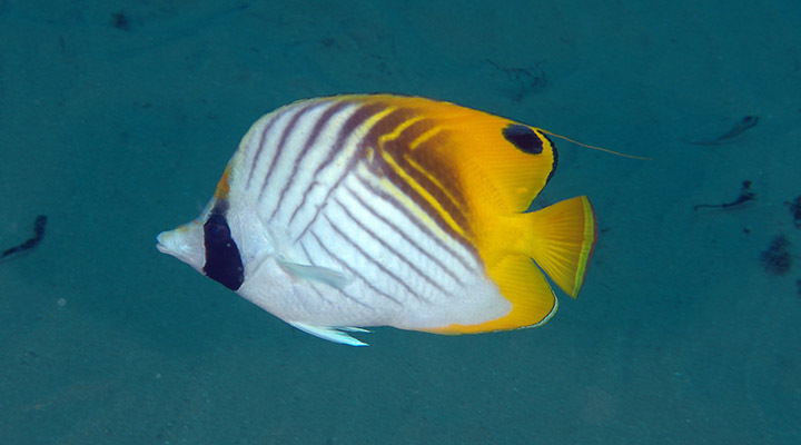 Threadfin Butterflyfish (Reef Fish of the Hawaiian Islands) · iNaturalist