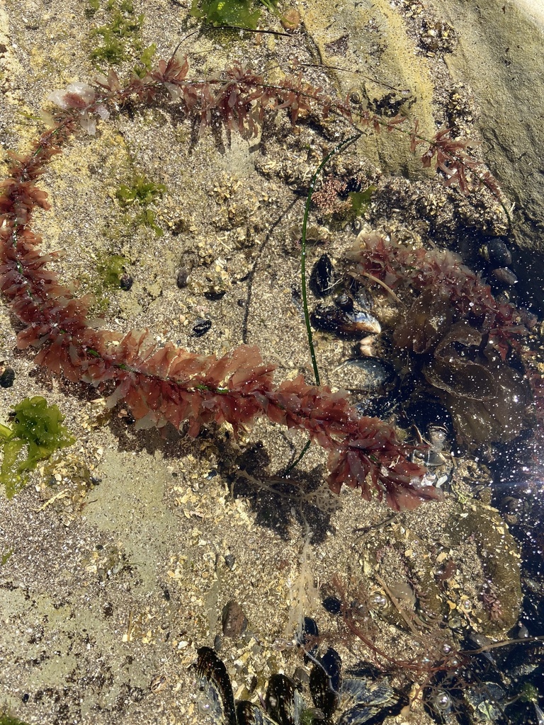 seagrass laver from Younger Lagoon, Santa Cruz, CA, US on July 07, 2022 ...