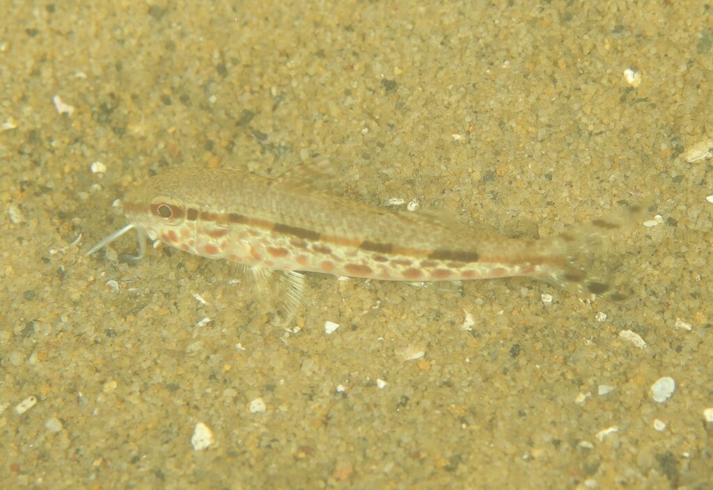 Australian Goatfish from Sydney NSW, Australia on March 14, 2023 at 01: ...
