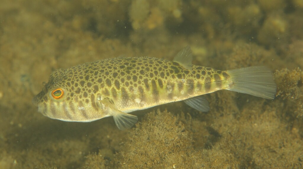 Common Toadfish from Sydney NSW, Australia on March 14, 2023 at 01:28 ...