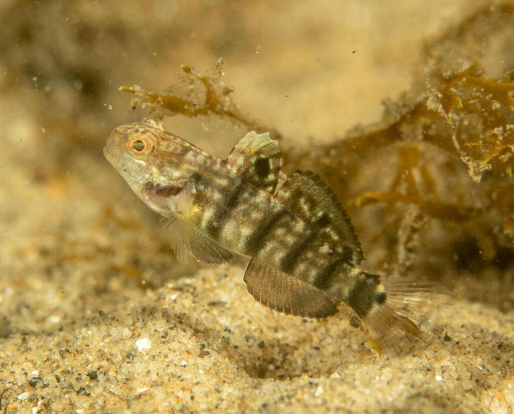 Whitebarred Goby from Sydney NSW, Australia on March 14, 2023 at 01:37 ...