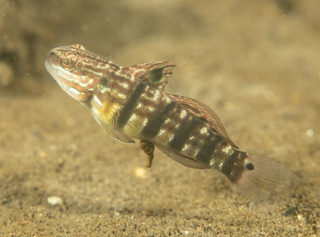 Whitebarred Goby from Sydney NSW, Australia on March 14, 2023 by John ...