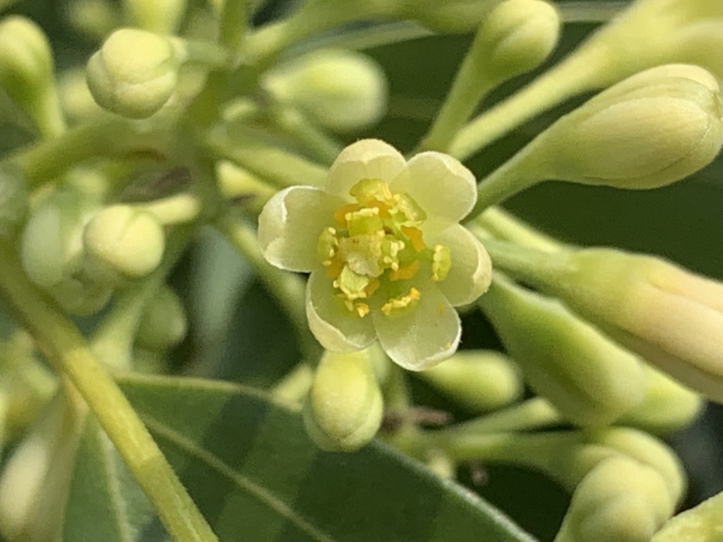 Cinnamon tree (Cinnamomum burmanni) - Botanical Realm